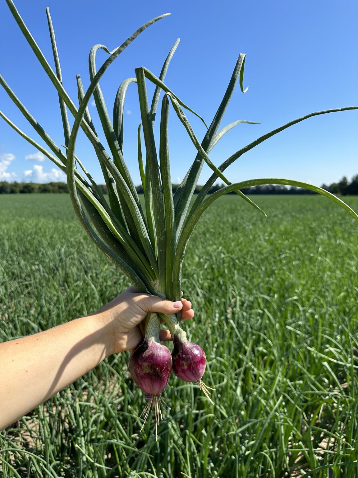 Red Onion Supplier | Onion Farms In Canada | Gwillimdale Farms