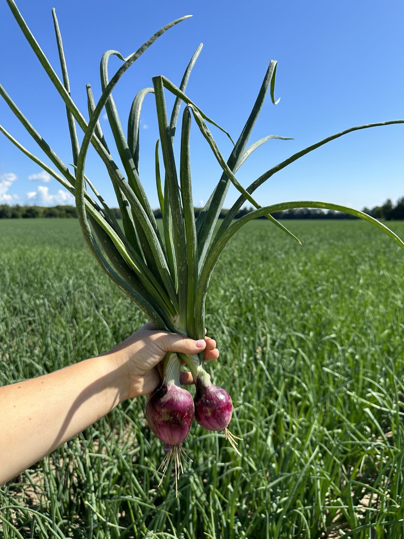 Red Onion Supplier | Onion Farms In Canada | Gwillimdale Farms